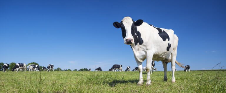 Pour-On Cattle Drench - D-MAX™ Cattle Drench - Abbey Labs