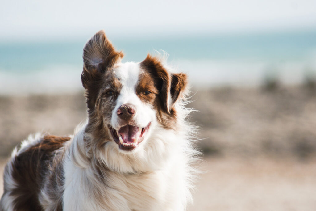 Linco-Spec™ Injection - Abbey Labs