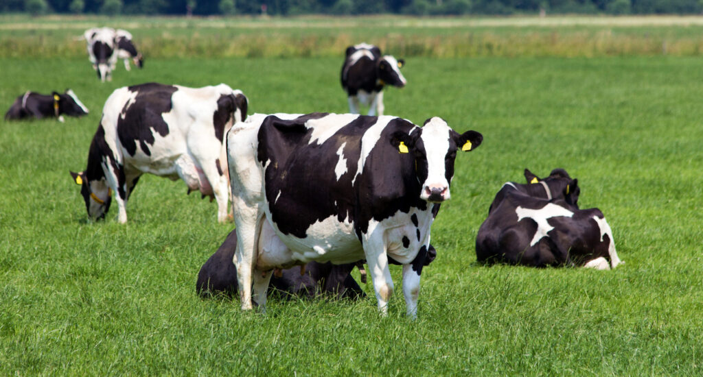 Cattle Products - Animal Health | Abbey Labs