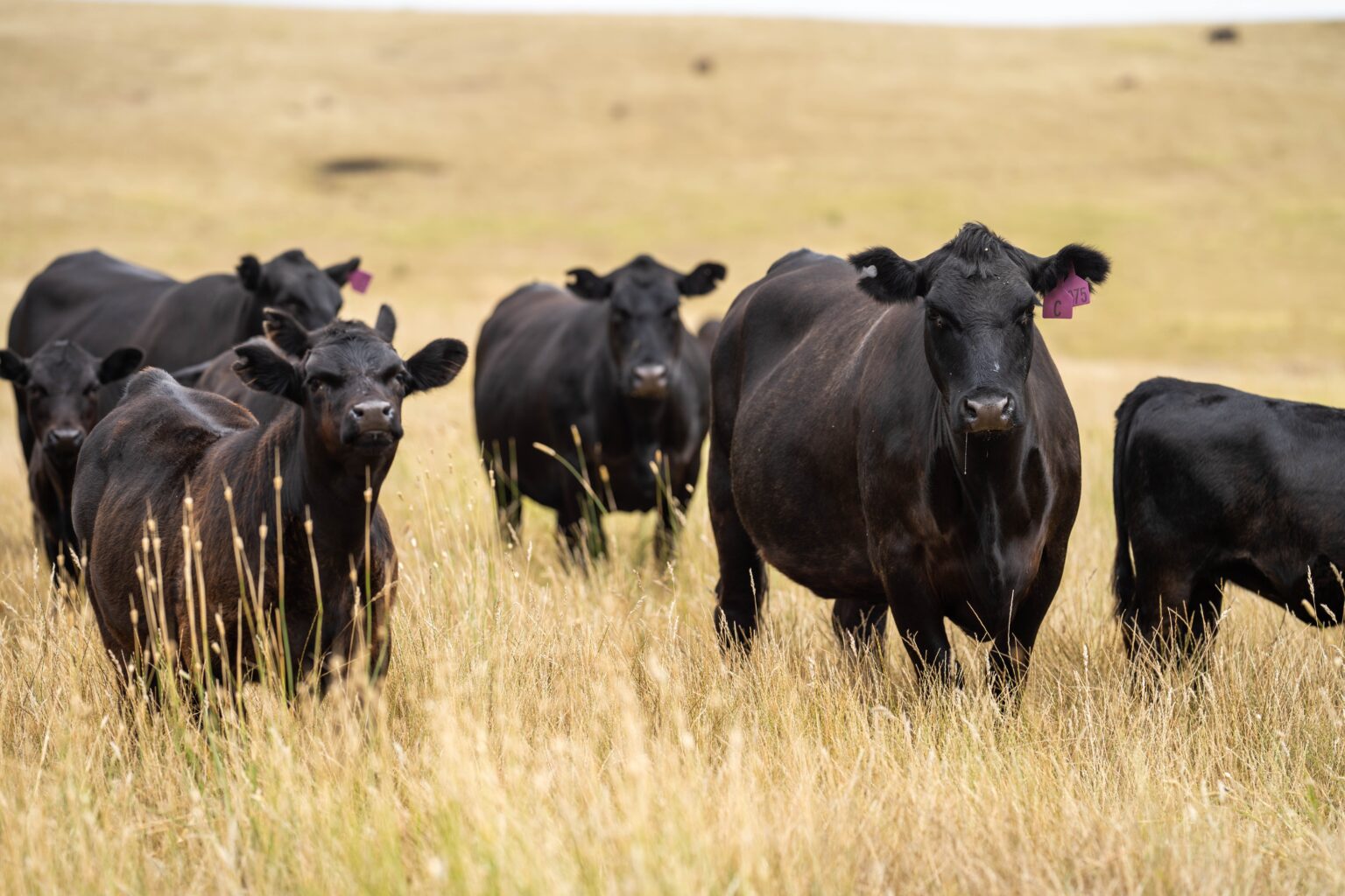 lousicide for Cattle & Sheep-MUSTER™ Pour-on