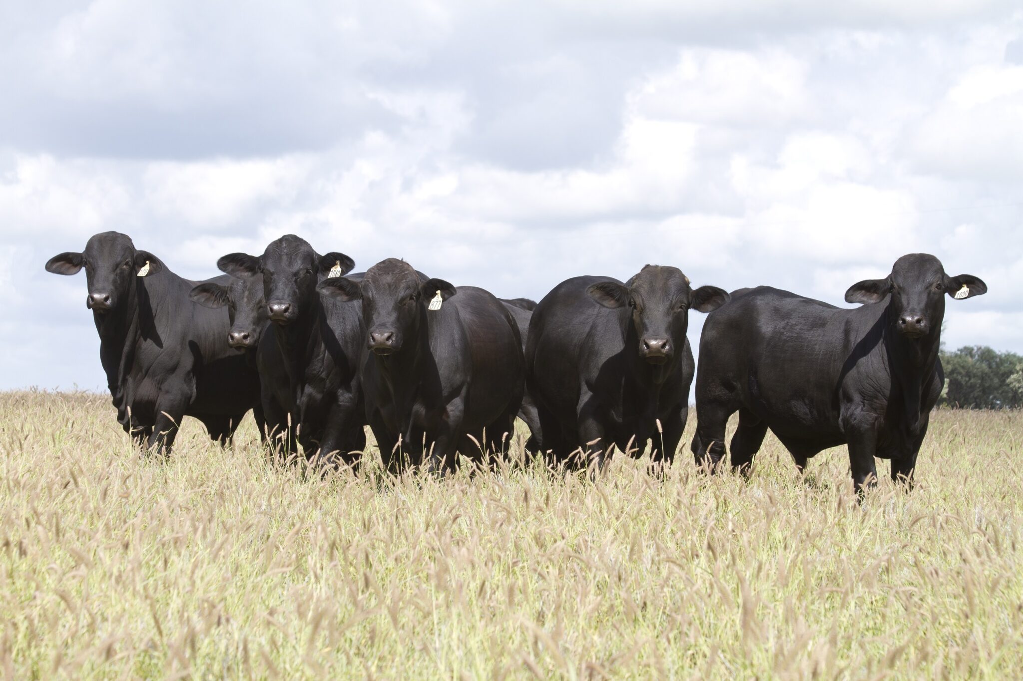 Abbey Labs - Abbey Labs Animal Health Australia