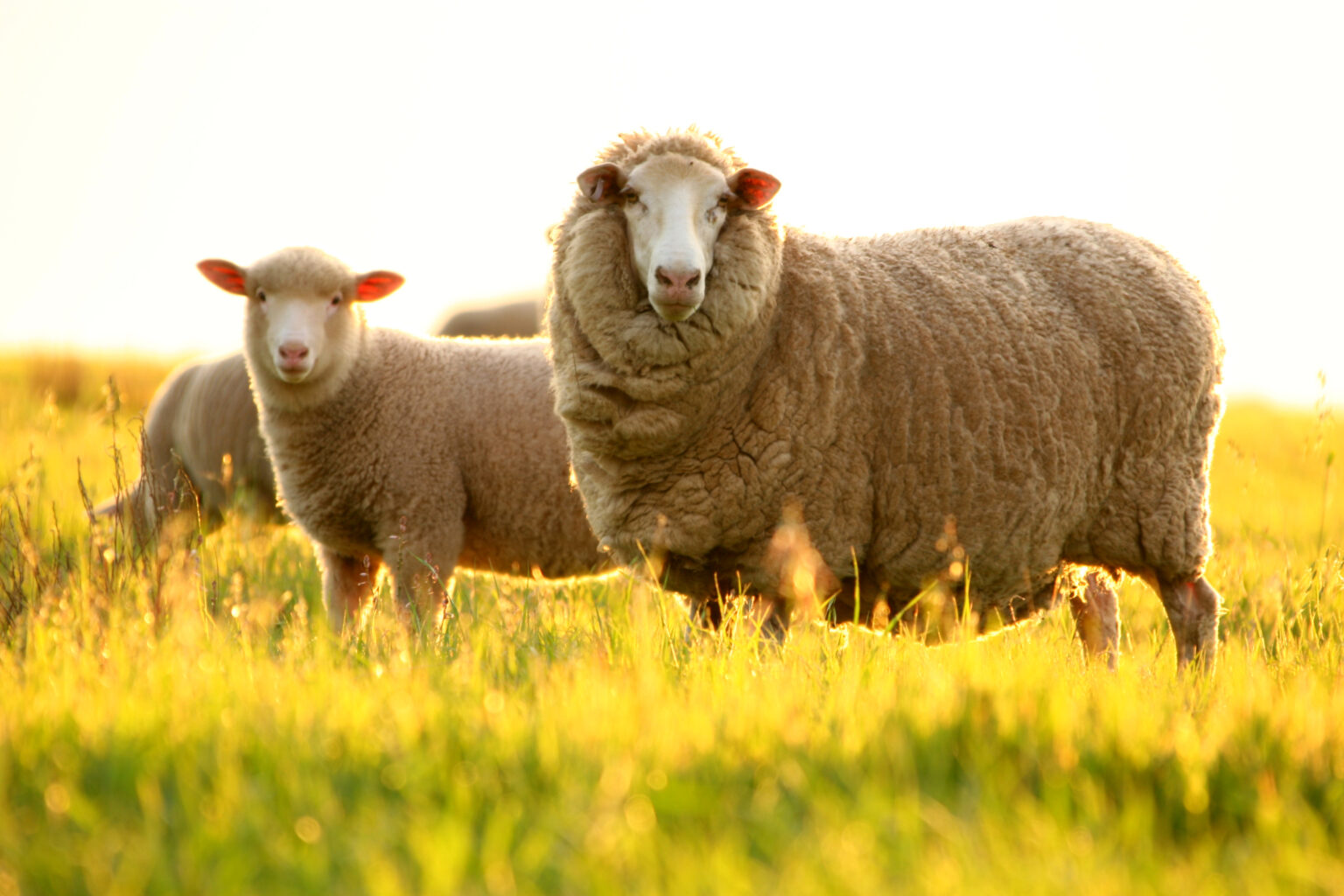 MOXXI™ LA Long Acting Injection for Sheep - Abbey Labs