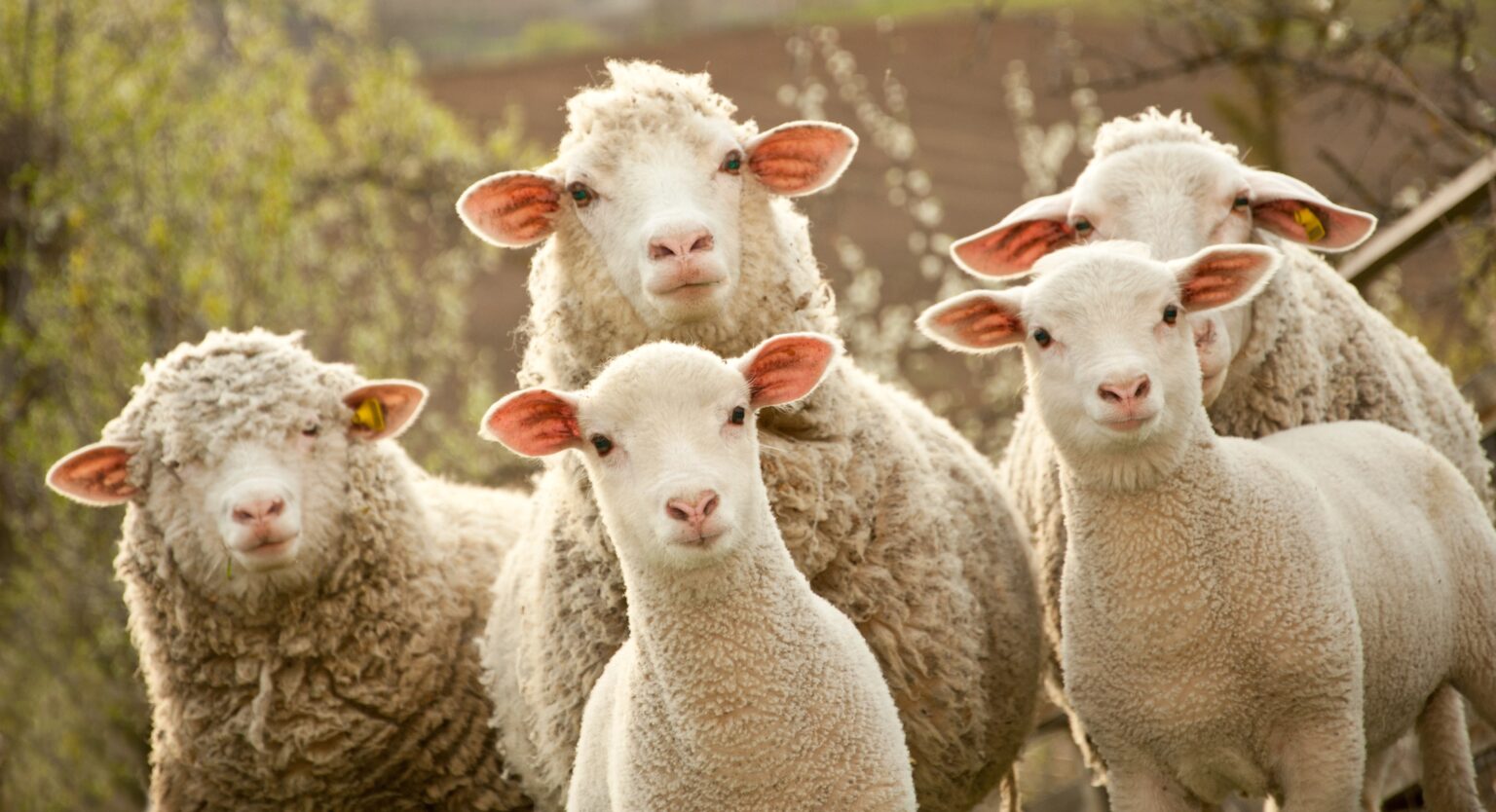 Di-FLY™ Spray On Blowfly Treatment for Sheep - Abbey Labs